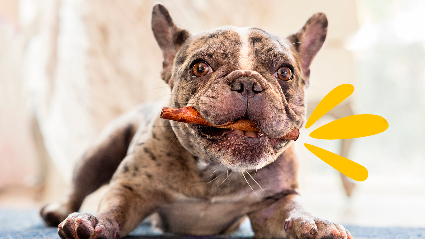 The Power of Canine Chews' Rawhide Treats