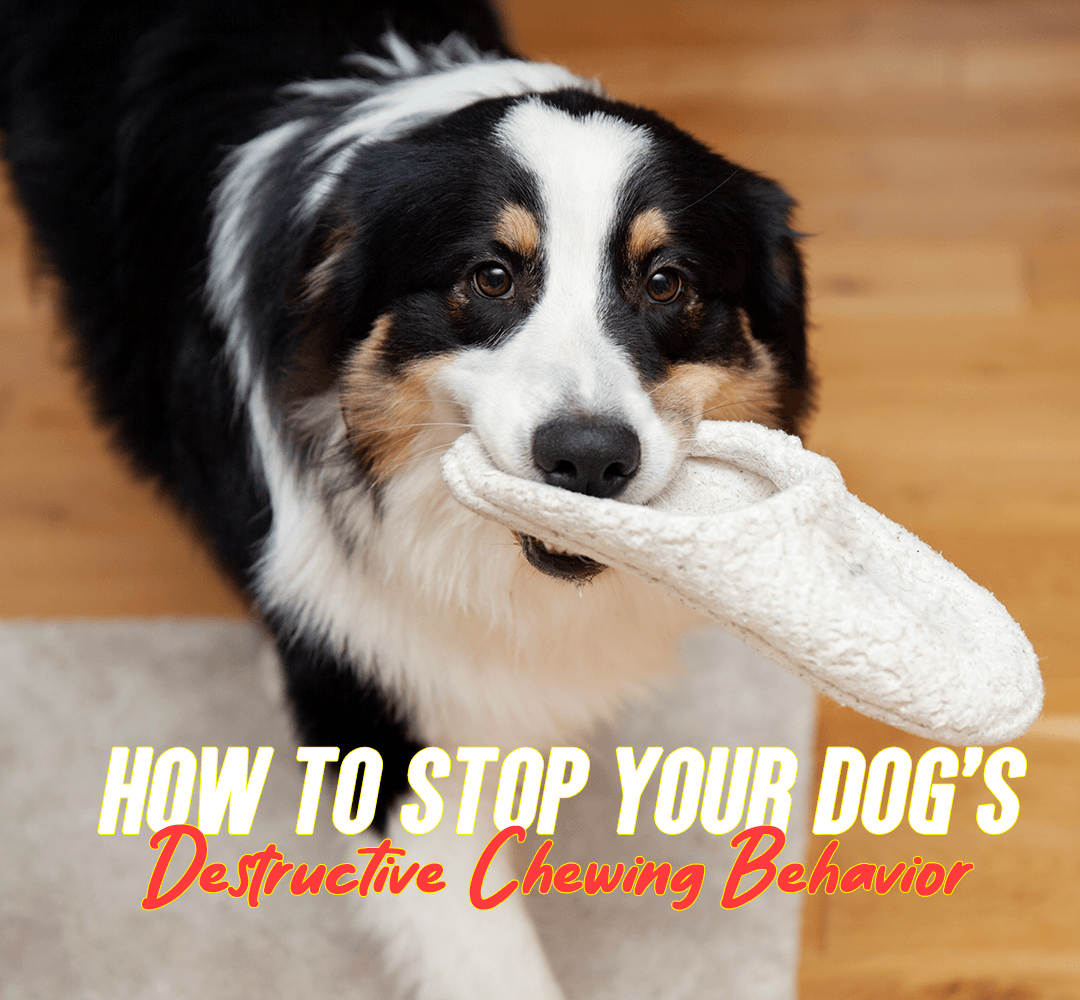 Your Dog’s Destructive Chewing Behavior: How Rawhide Rolls can help